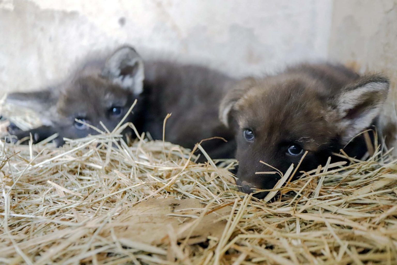 Zoológico registra nascimento de mais dois lobos-guará - Notícias do Bem